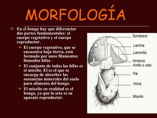 Los hongos | PPS