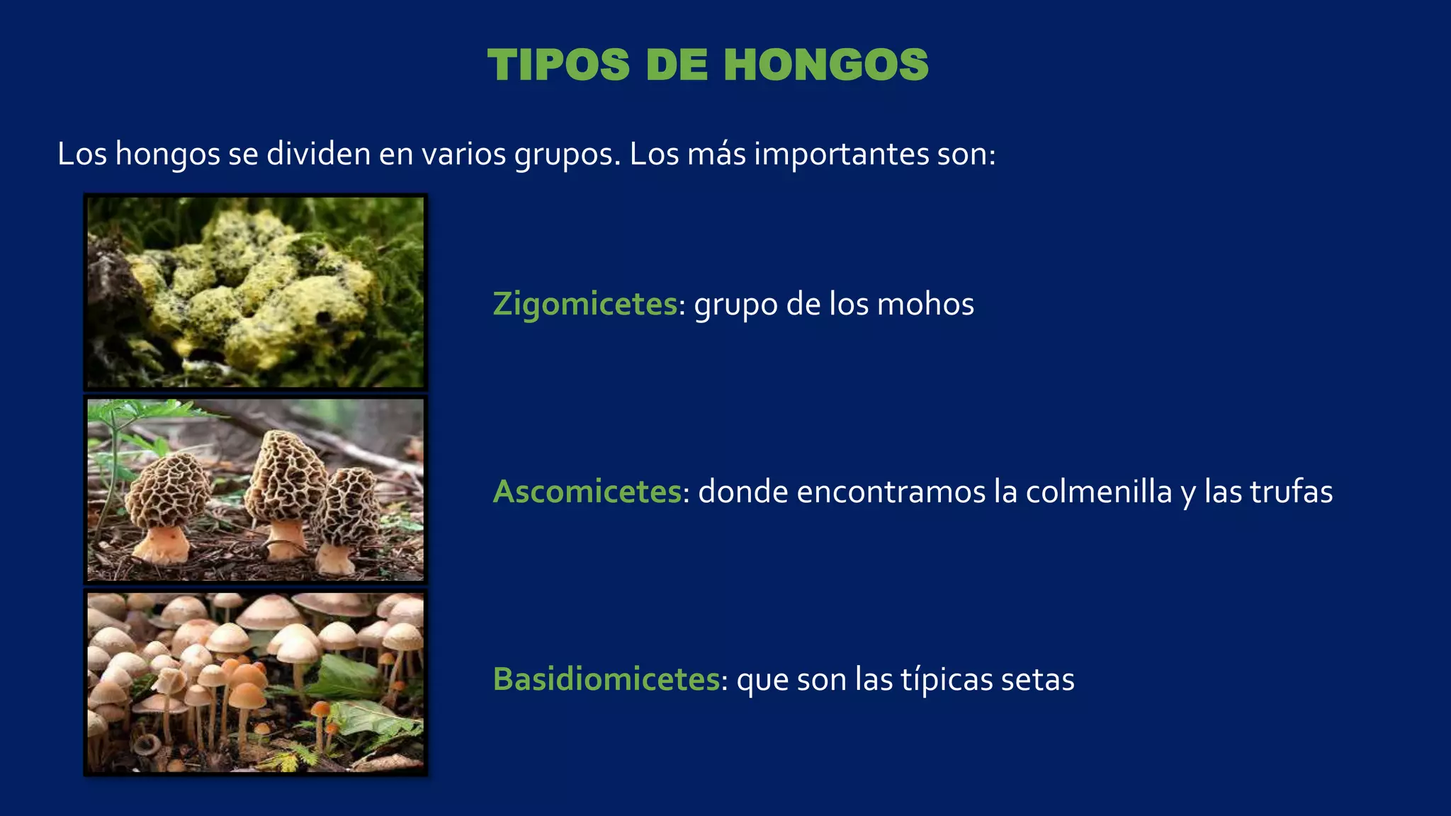 Los hongos | PPTX