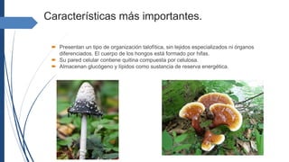 Los hongos (1) | PPTX
