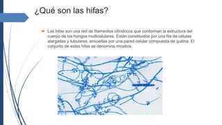 Los hongos (1) | PPTX