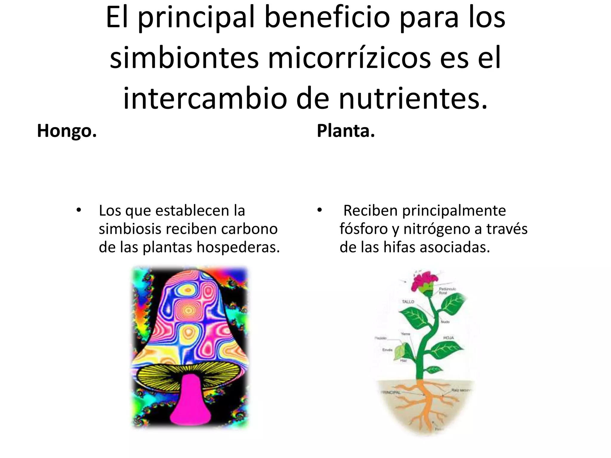 Los hongos como componentes de la diversidad del | PPTX