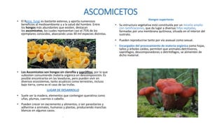 Los hongos.Breve descripcion. | PPTX