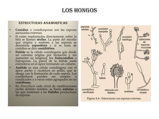 Los hongos y sus caracteristicas | PPTX