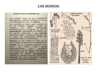Los hongos y sus caracteristicas | PPTX
