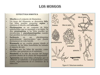 Los hongos y sus caracteristicas | PPTX