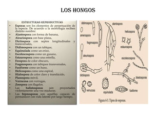 Los hongos y sus caracteristicas | PPTX