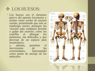 Los huesos | PPTX