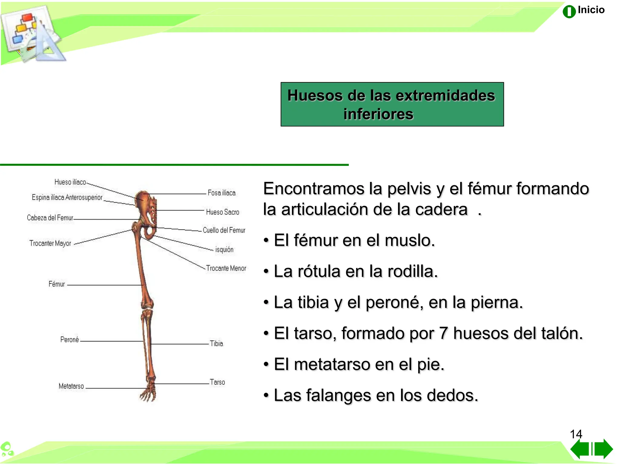 DESCRIPCION DE LOS HUESOS DEL CUERPO HUMANO.ppt