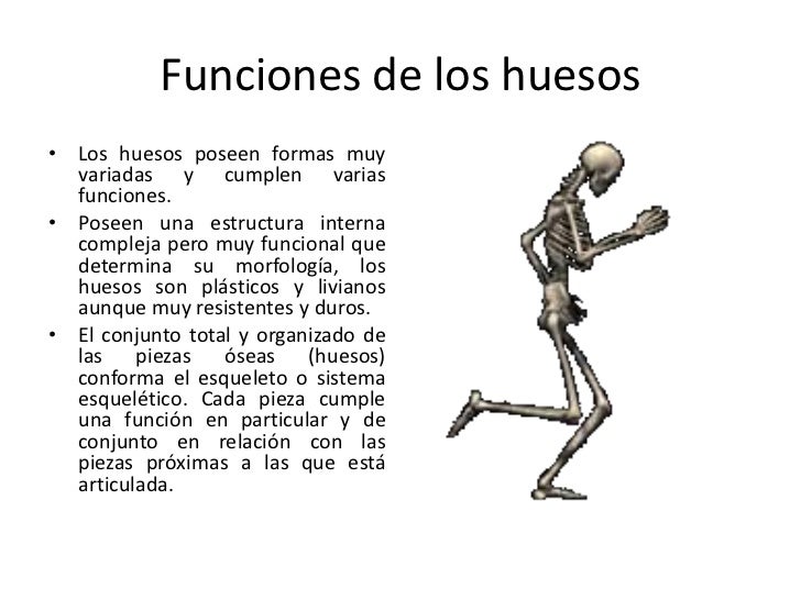 Funcion De Los Huesos Porn Sex Picture