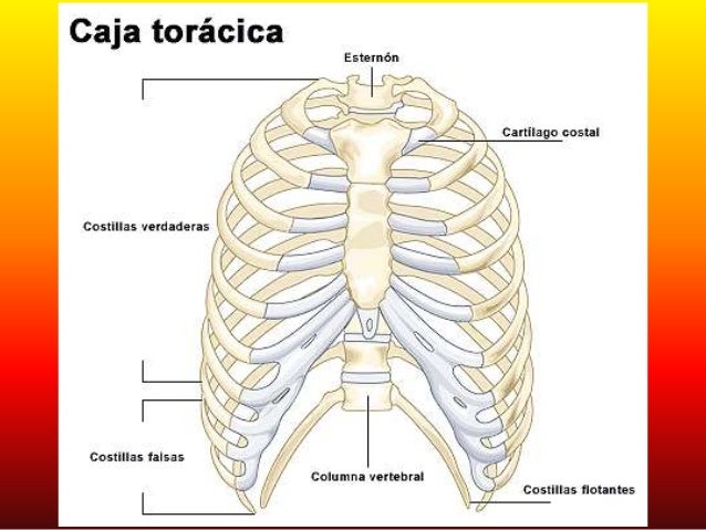 Los Huesos Del Tronco