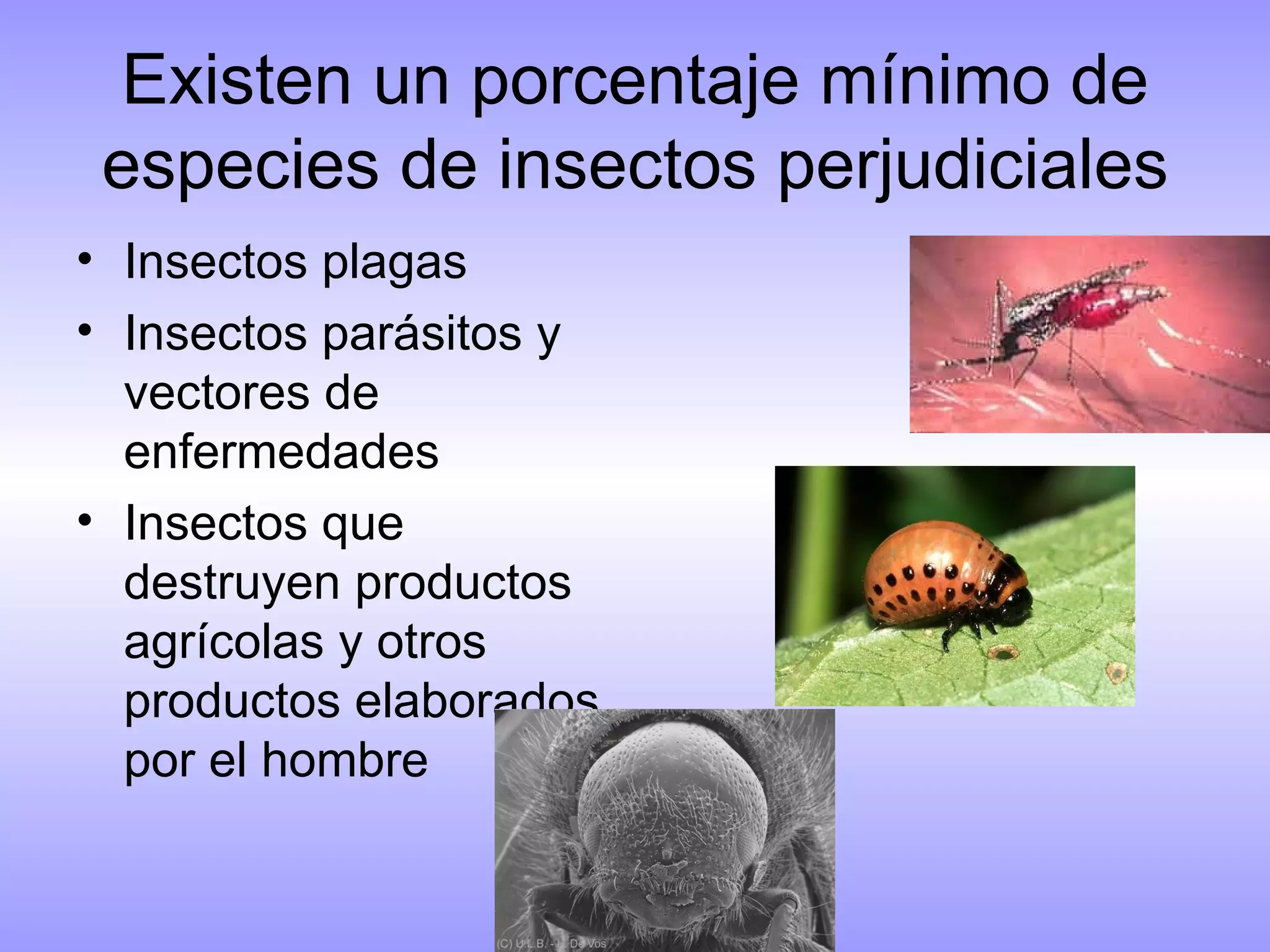 Los Insectos | PPT