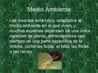 Los Insectos | PPT