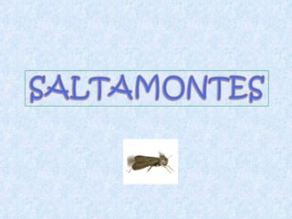 Los insectos | PPT