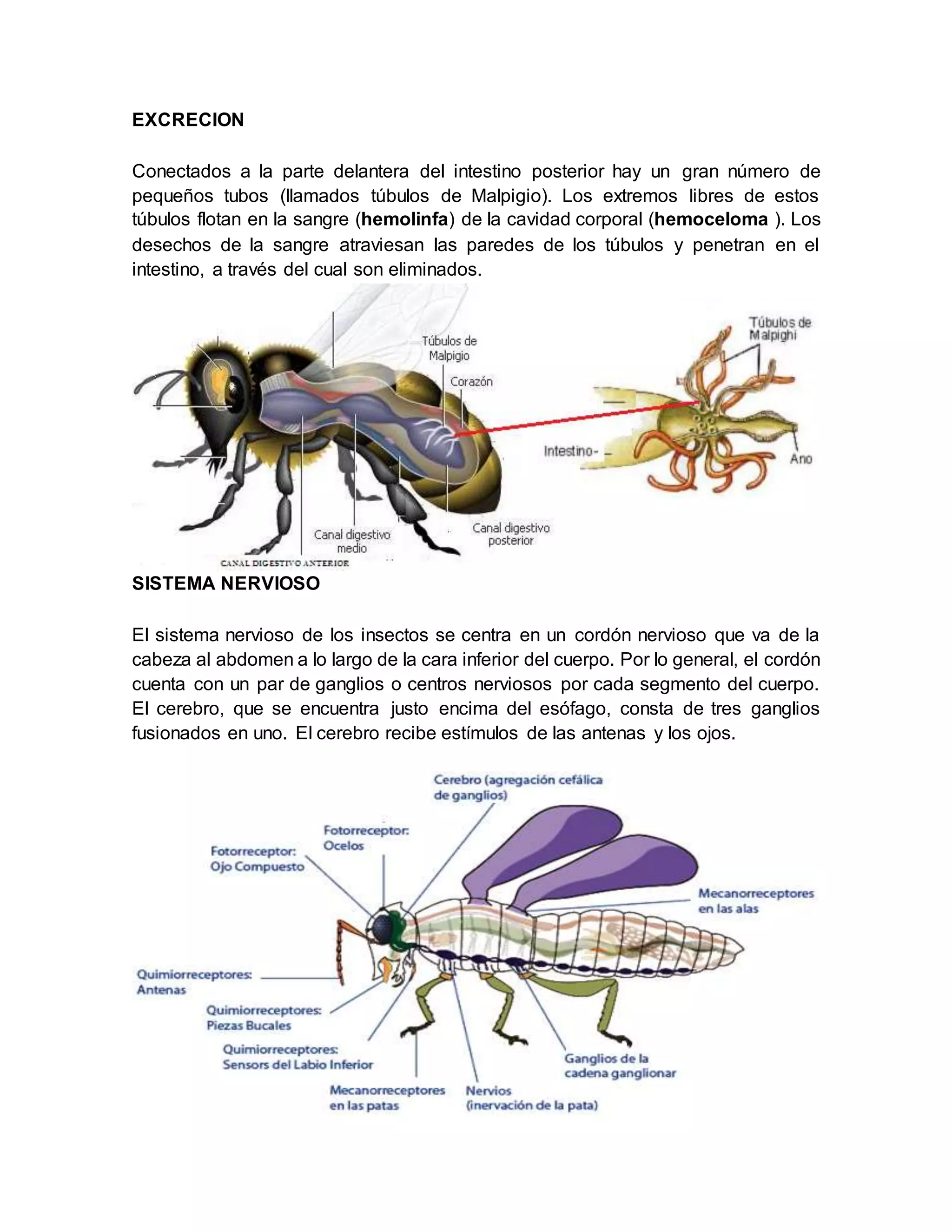 Los insectos | DOCX