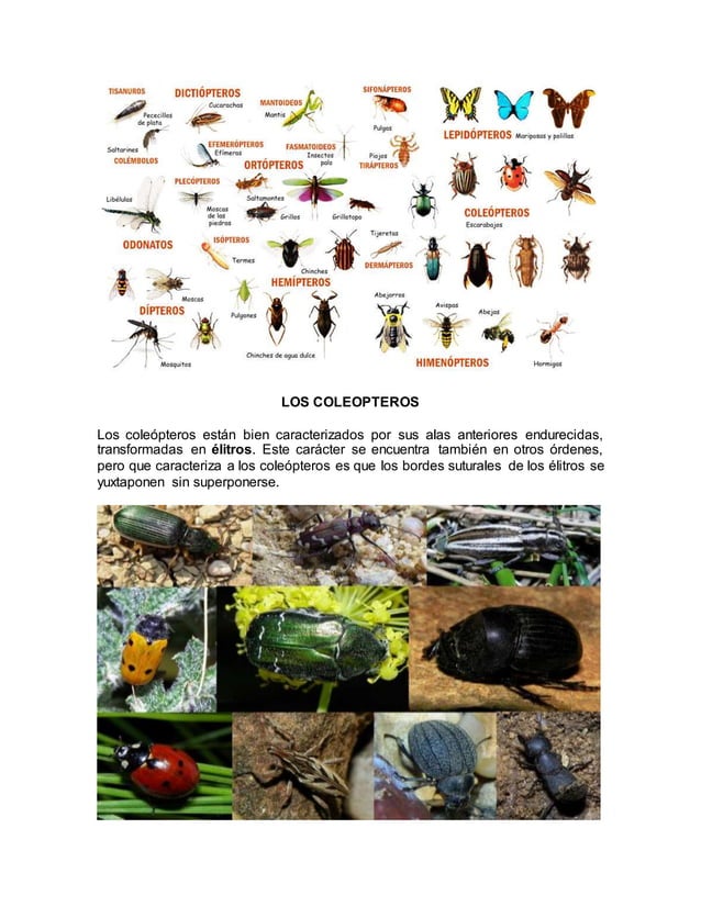 Los insectos | PDF