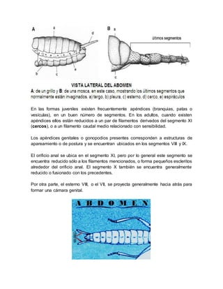 Los insectos | DOCX
