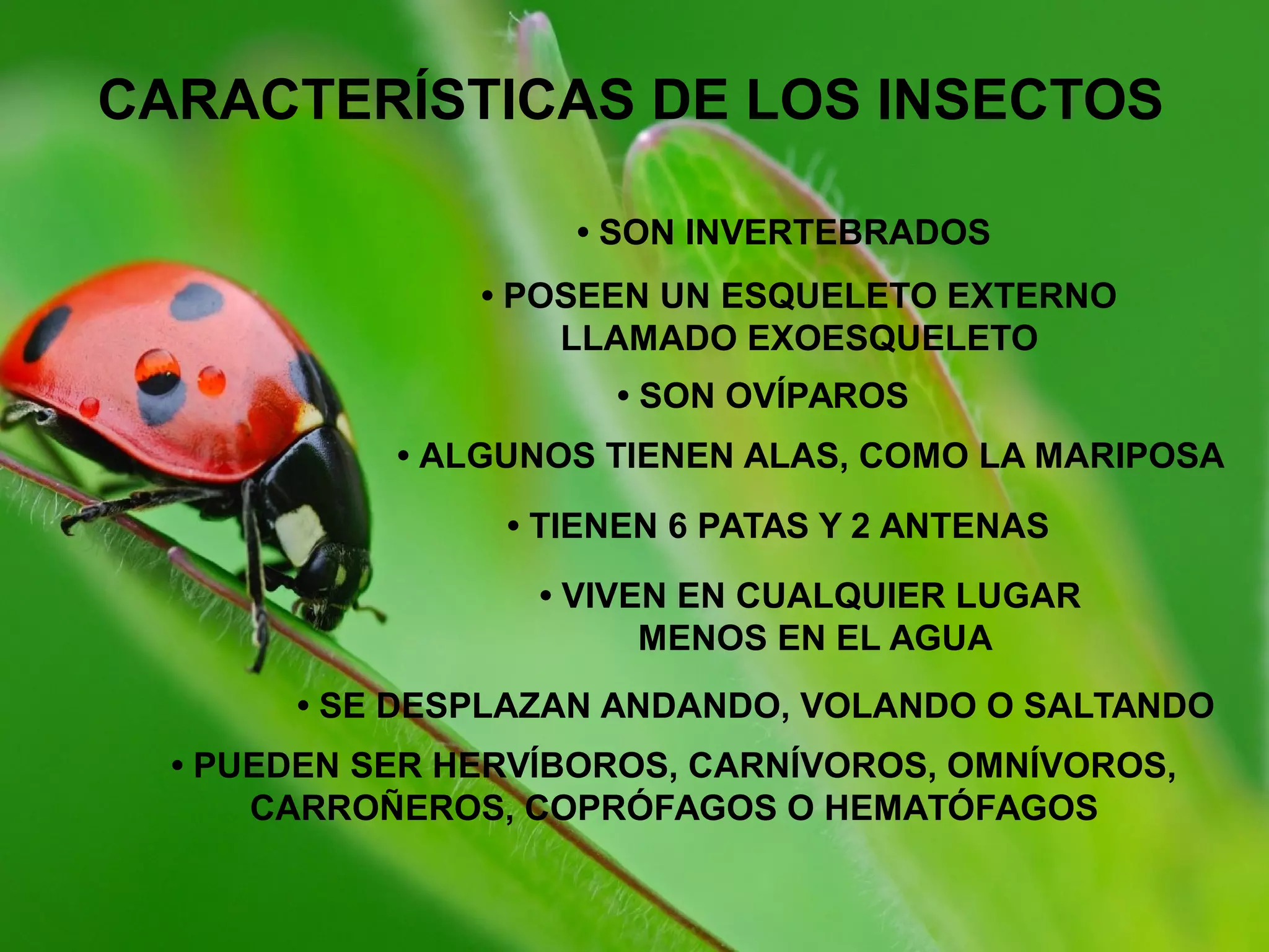 Los insectos | PPT
