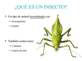 Los insectos (1) | PPTX
