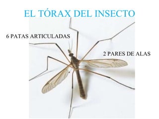 Los insectos (1) | PPTX