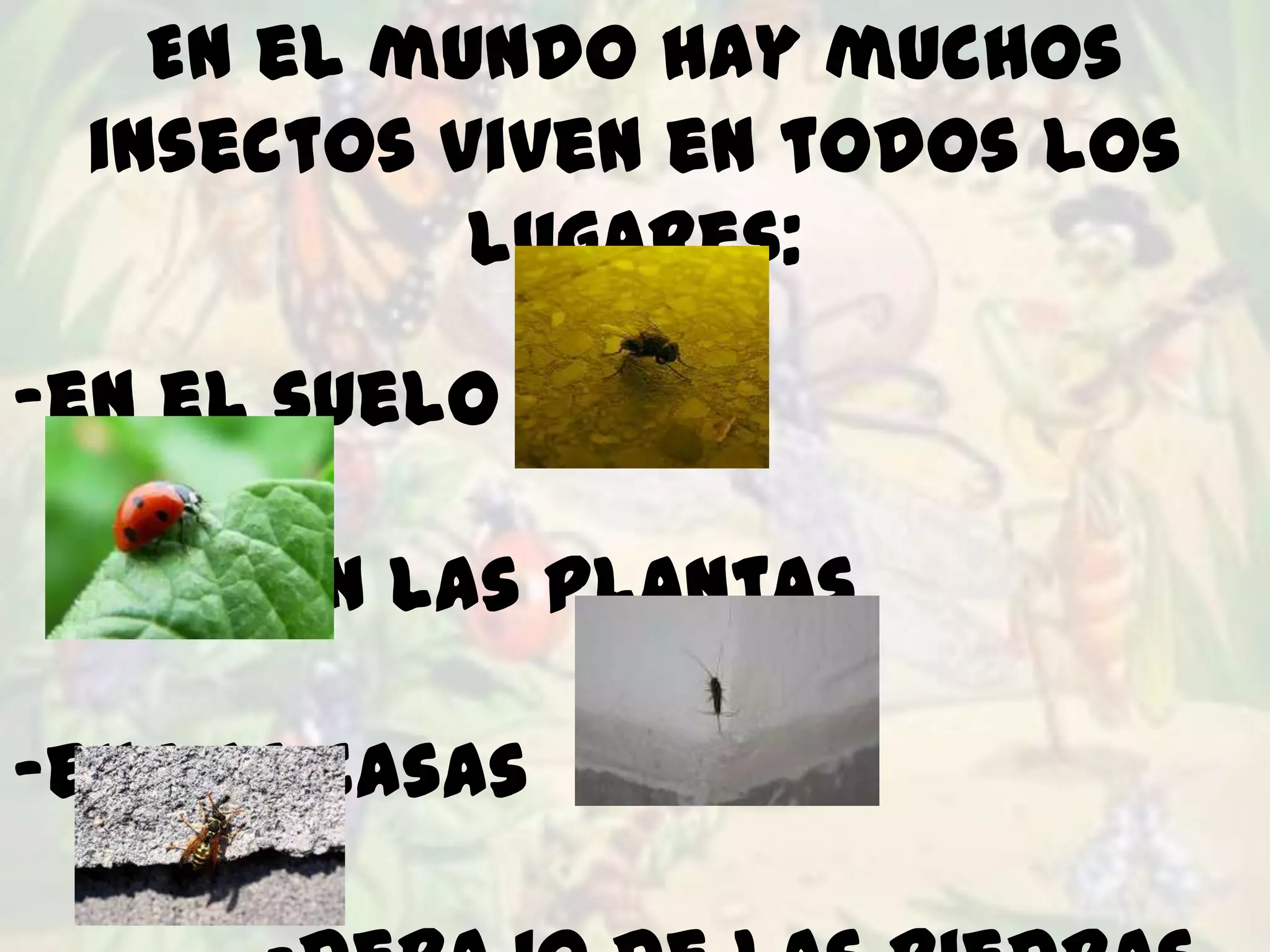 Los insectos para infantil | PPTX