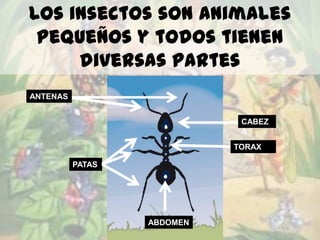 Hoja De Trabajo Sobre Las Partes Del Cuerpo De Los Insectos 2,5 Mil