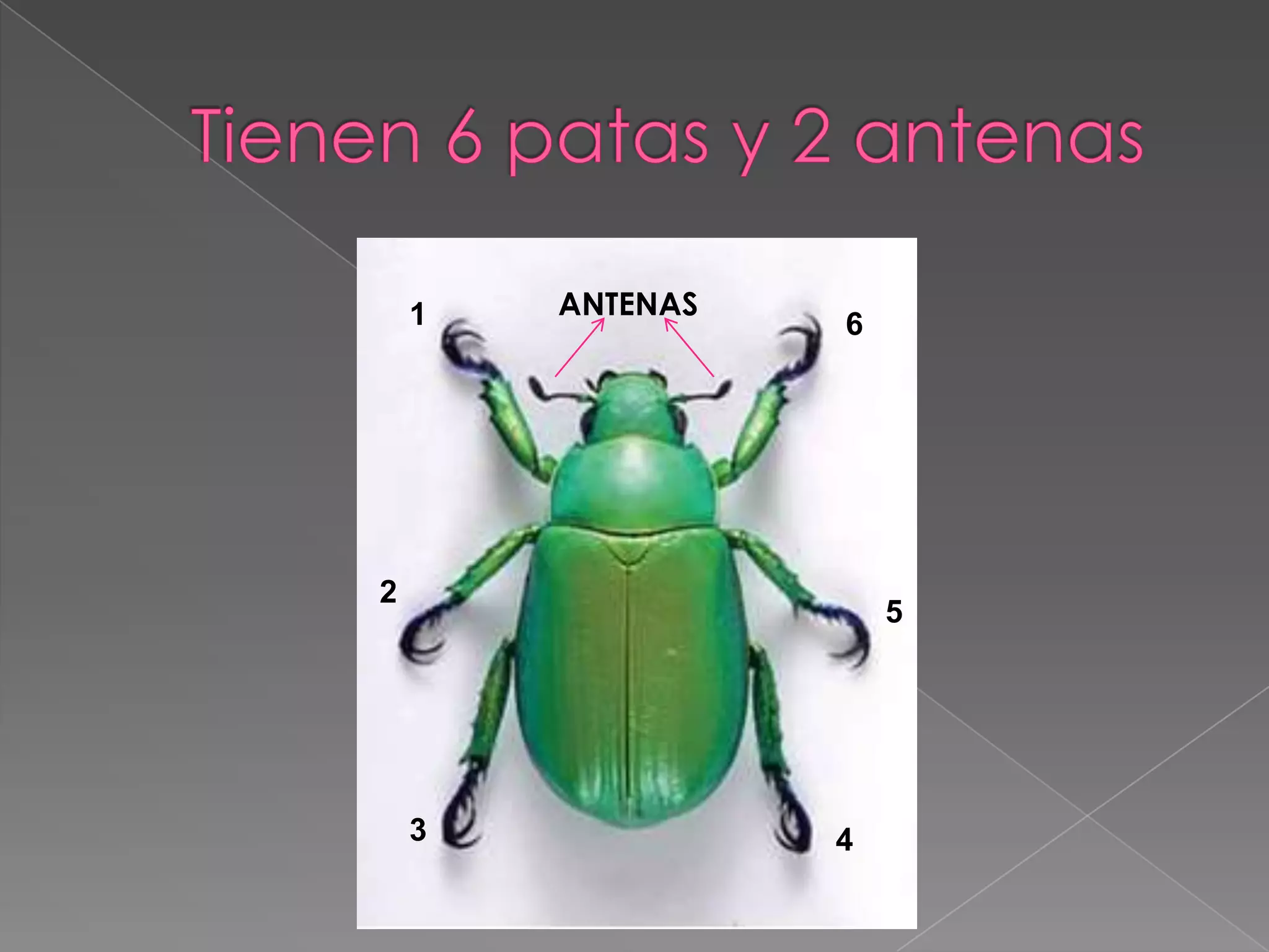Los insectos y aracnidos | PPTX | Biological Sciences | Science