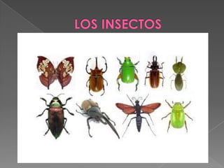 Los insectos y aracnidos | PPTX | Biological Sciences | Science