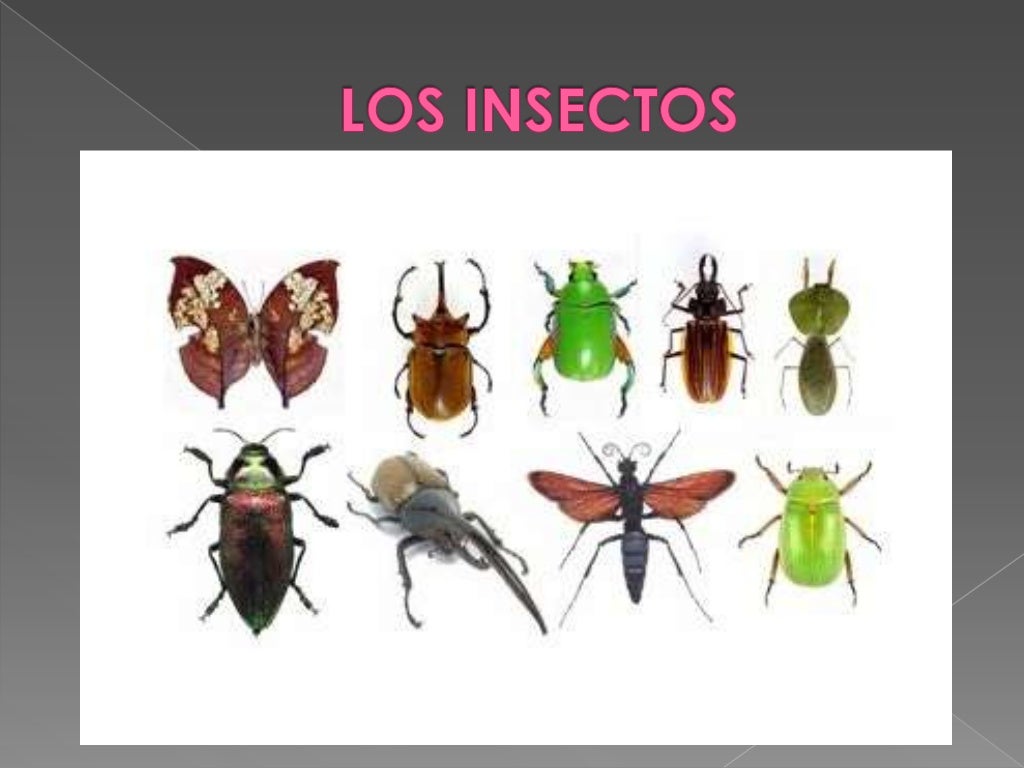 Los insectos y aracnidos