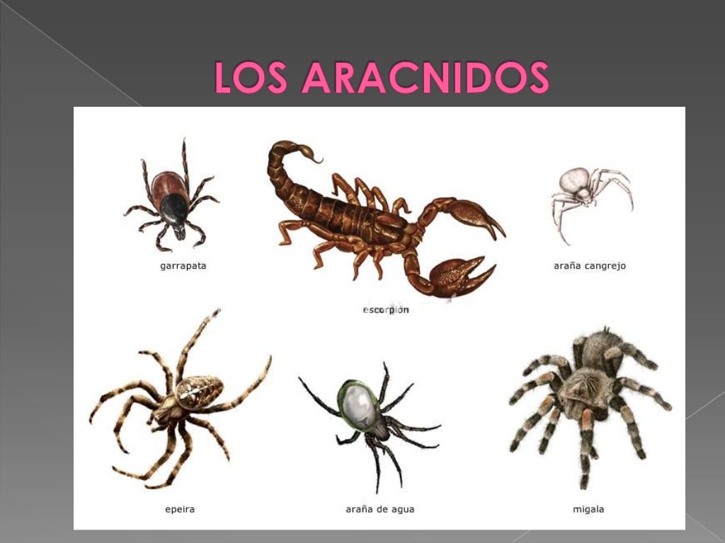 Los insectos y__aracnidos