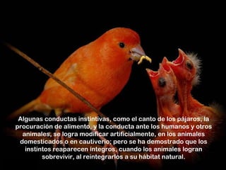 Los Instintos | PPS