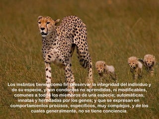 Los Instintos | PPS