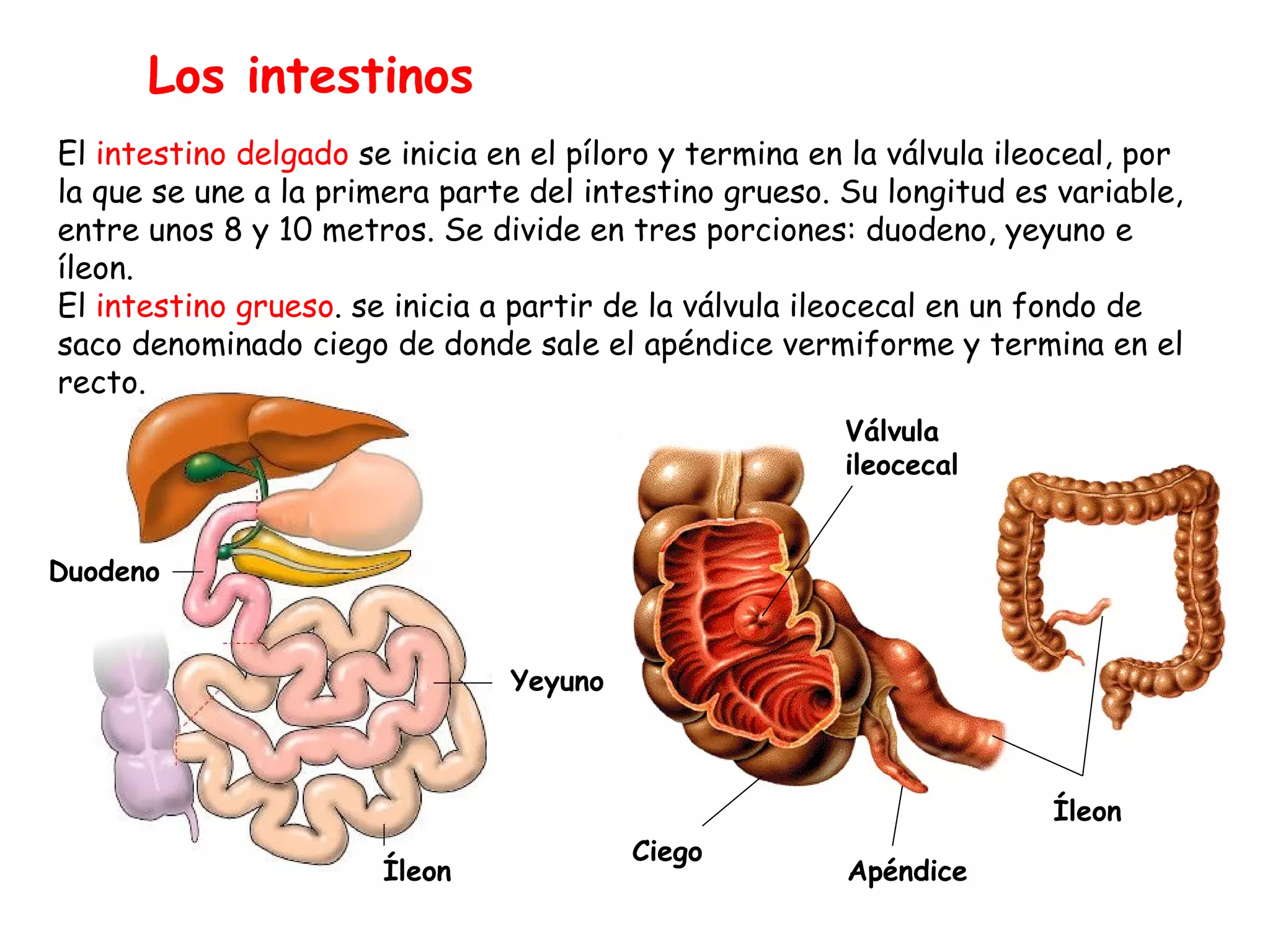 Los intestinos | PPT