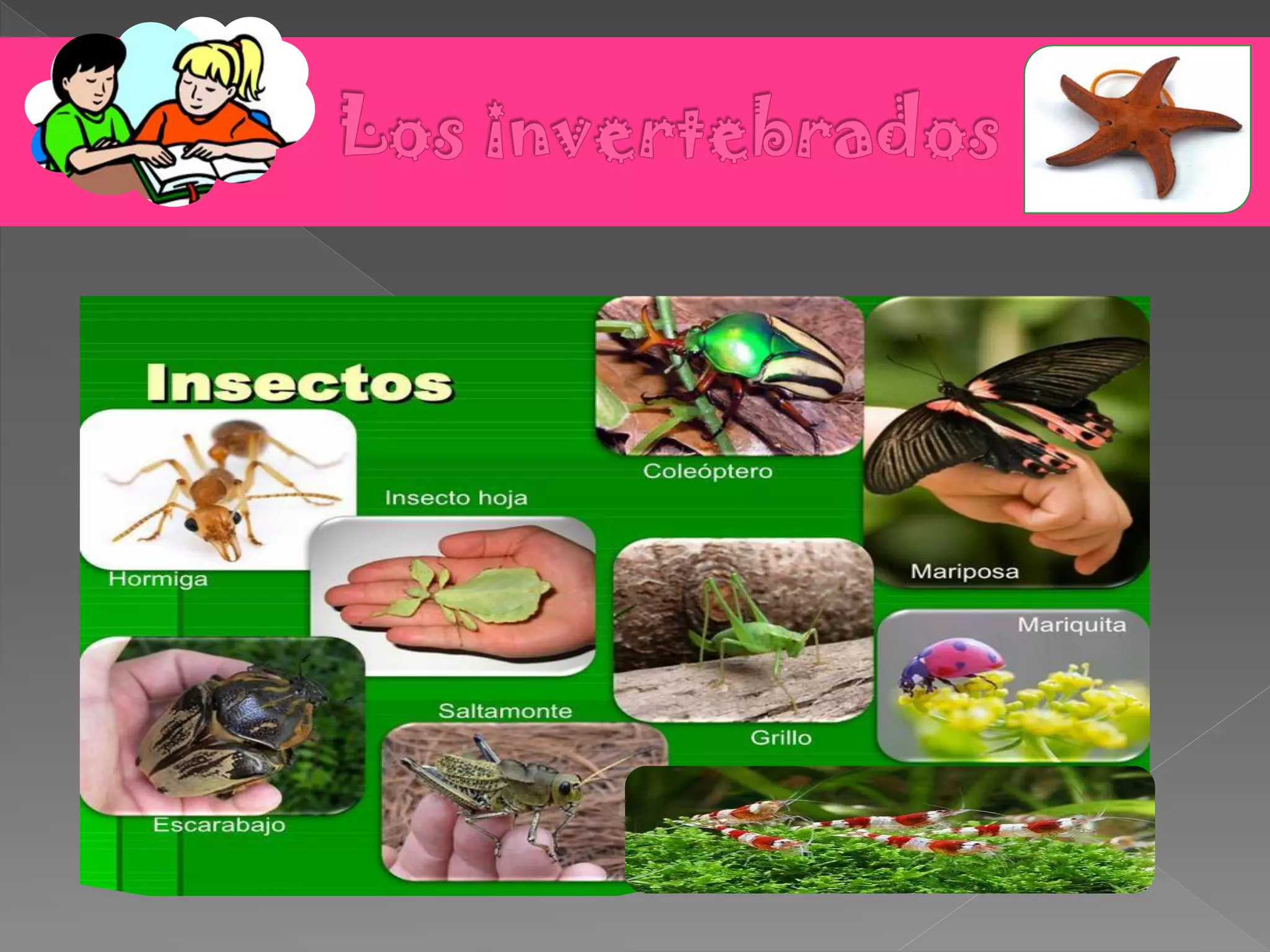Los invertebrados | PPT