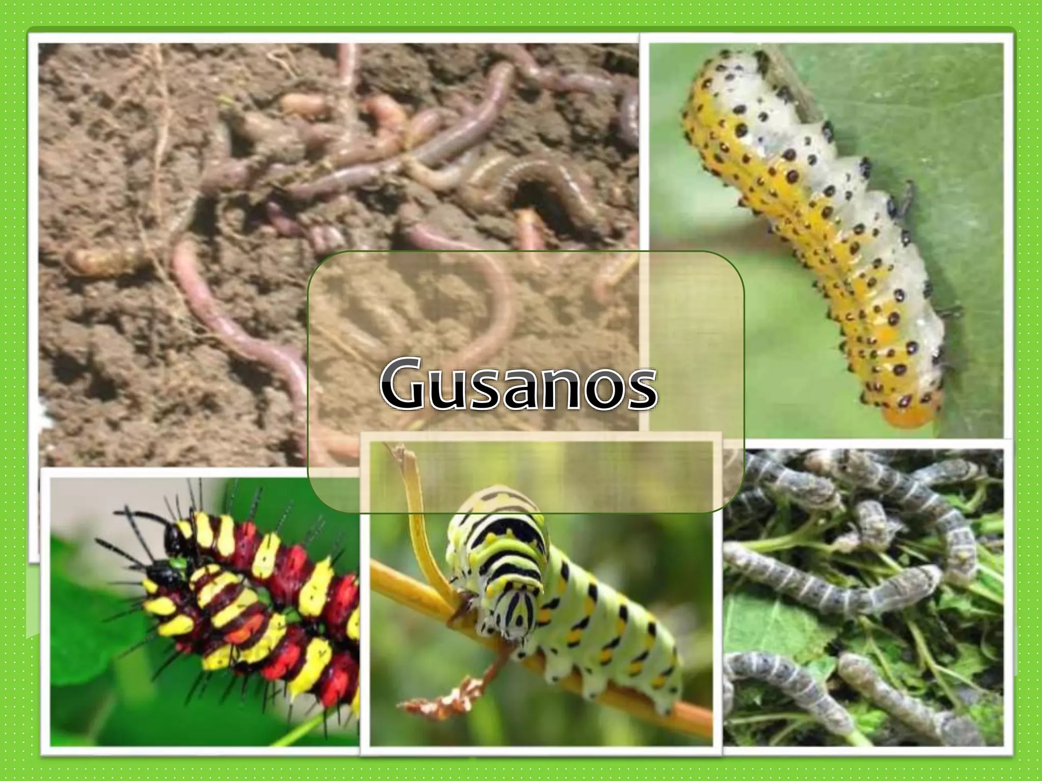 LOS INVERTEBRADOS GUE "JAE"-Juliaca | PPTX