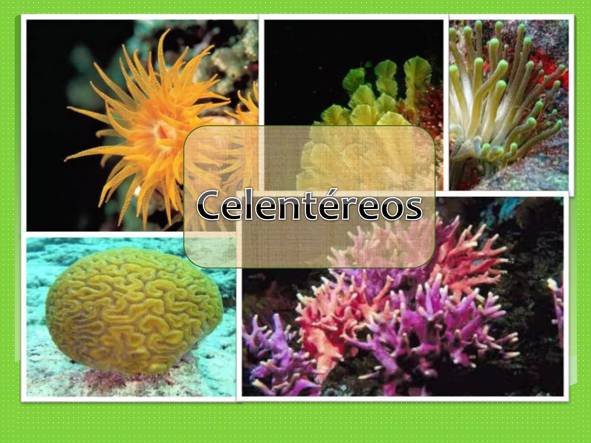 LOS INVERTEBRADOS GUE "JAE"-Juliaca | PPTX