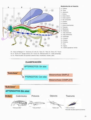 Los invertebrados | PDF