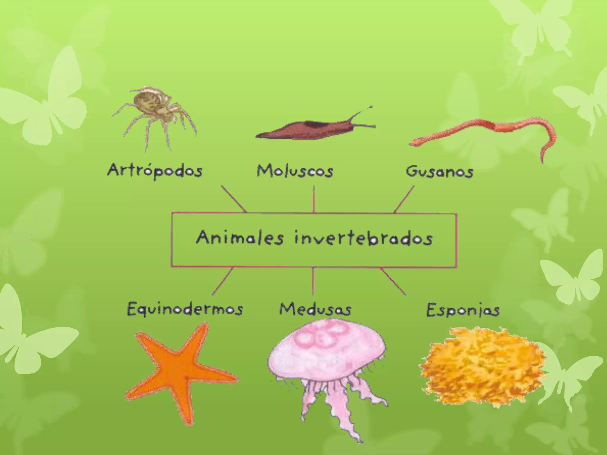 Los invertebrados[1] | PPT