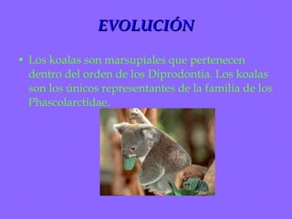 Los Koalas | PPT