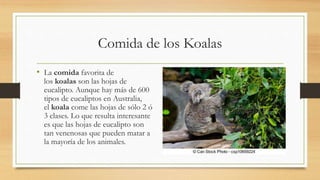 Comida De Koalas