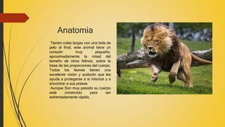 Los leones | PPTX