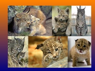 Los linces | PPT | Zoos & Aquariums | Attractions