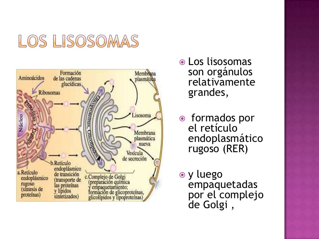 Los lisosomas