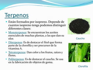 Los lípidos-Biología | PPTX