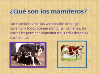 Los mamíferos | PPTX