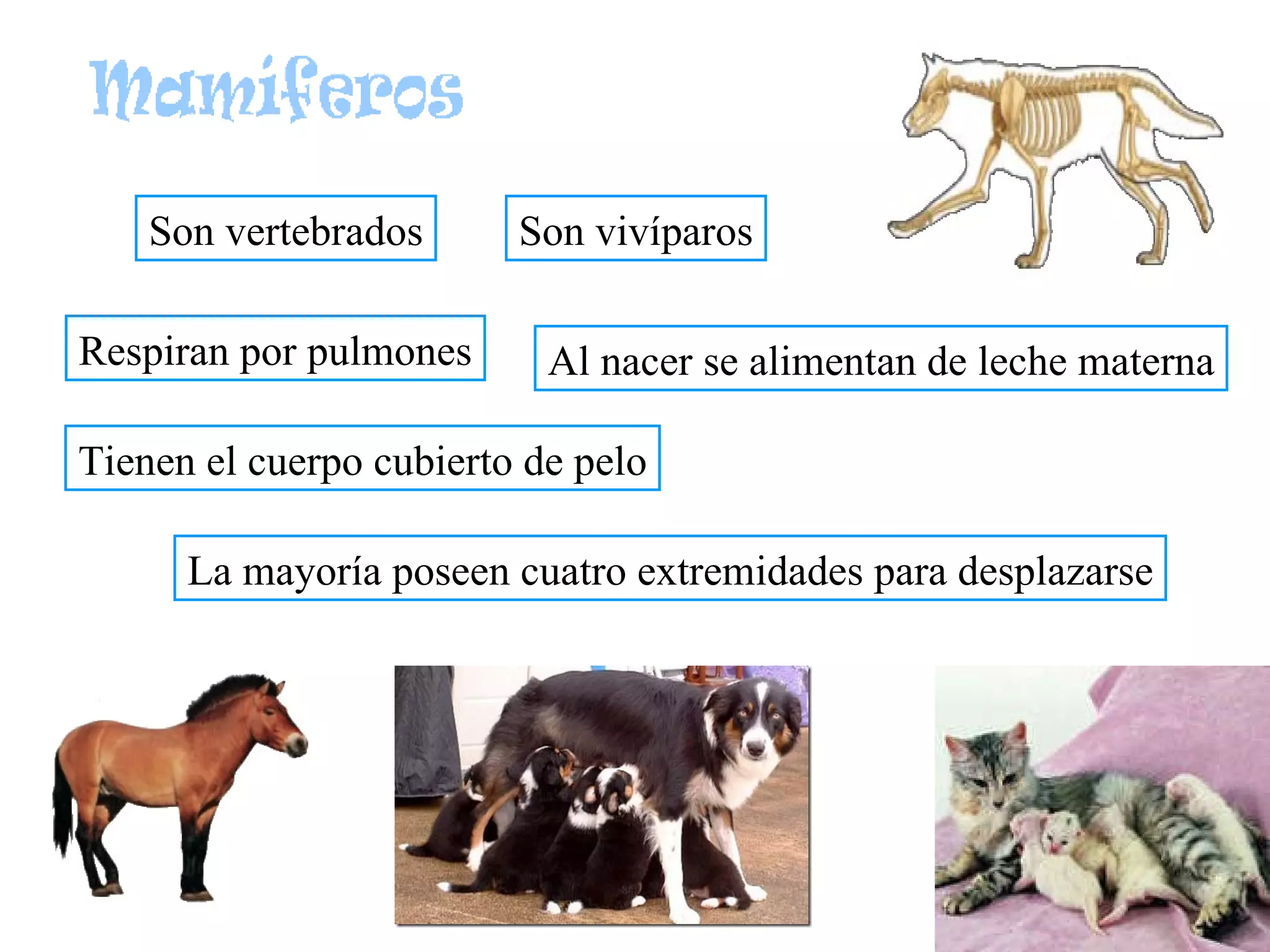 Los mamíferos | PPT