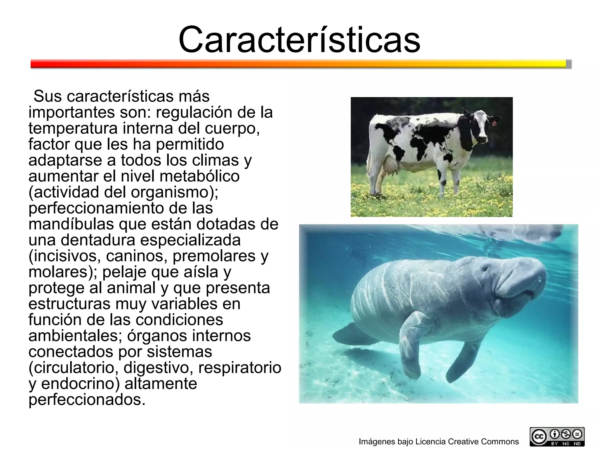 Los mamíferos | PPT