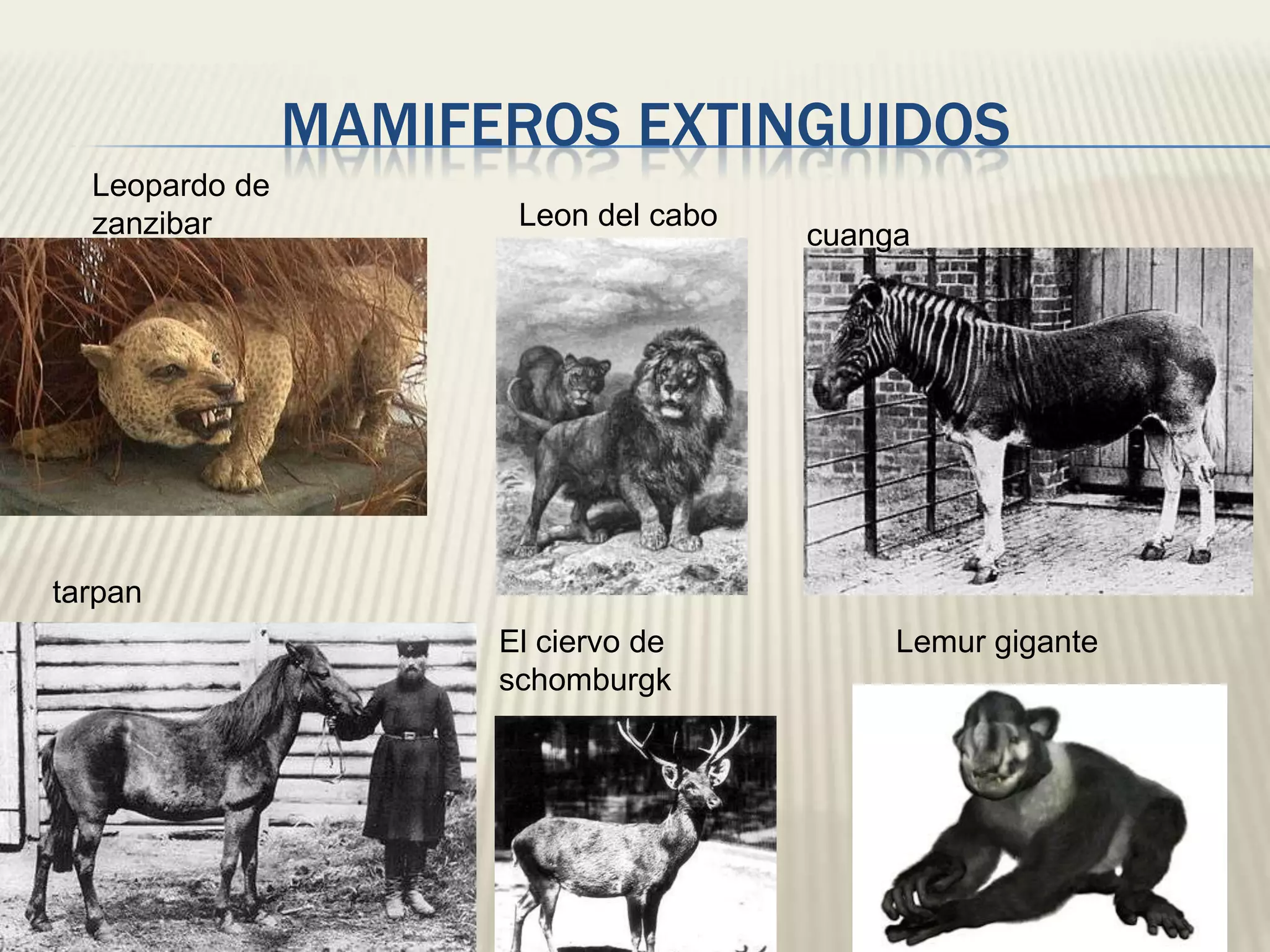 Los mamíferos | PPTX