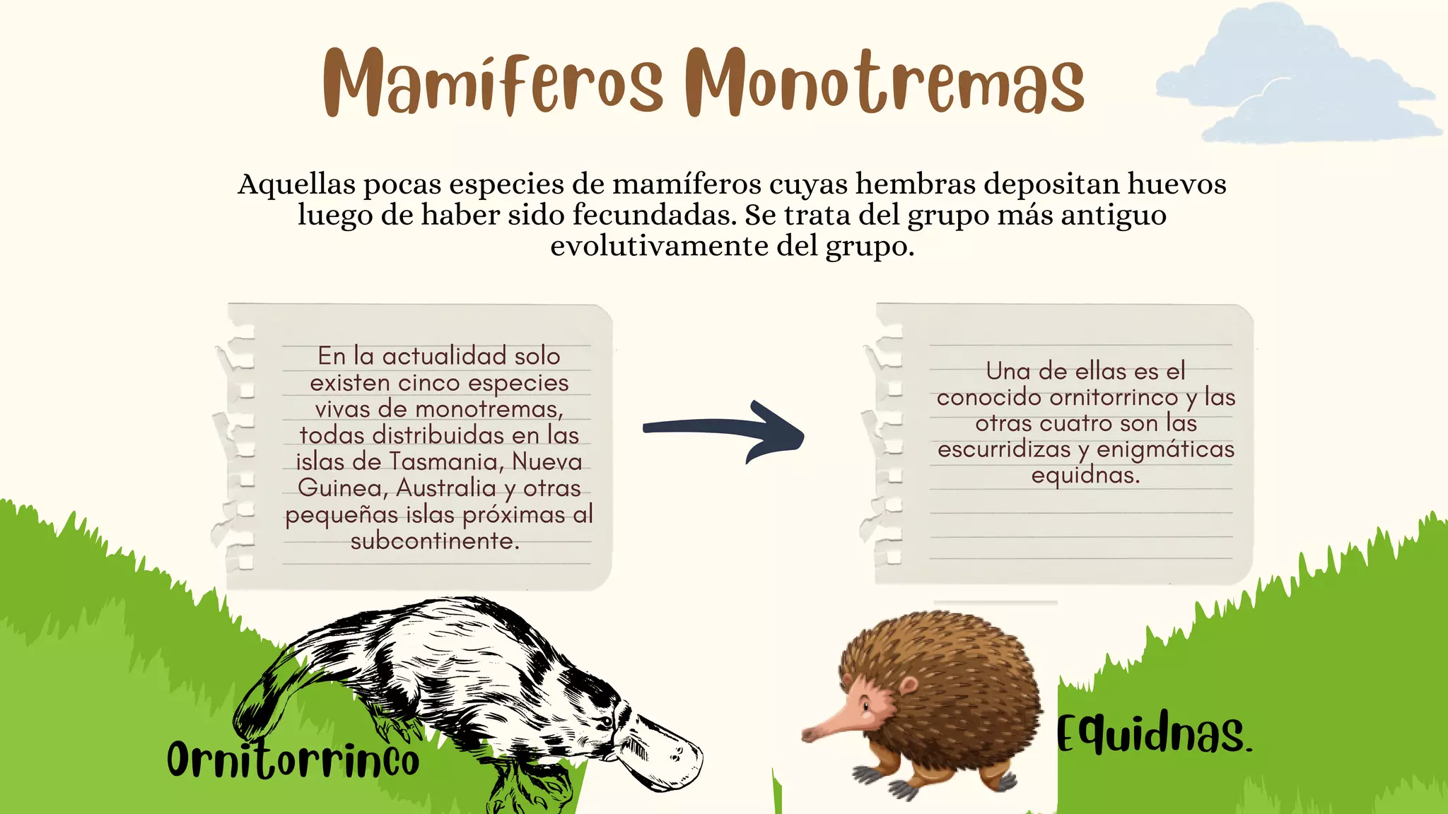 Los mamíferos.pdf