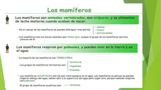 LOS MAMÍFEROS 1 grado para niños como tarea | PPTX