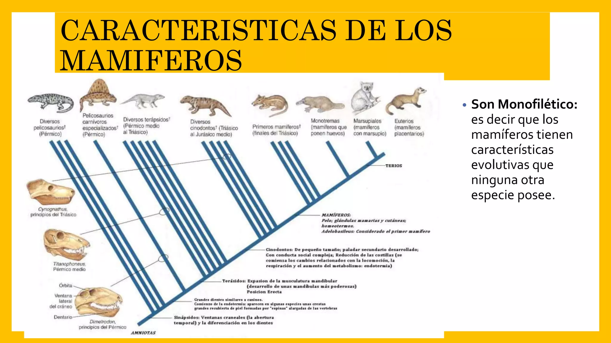 Los mamiferos y su caractaristicas | PPT